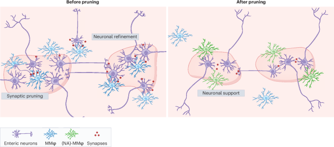 Intestinal neuron-associated macrophages in health and disease | Nature ...