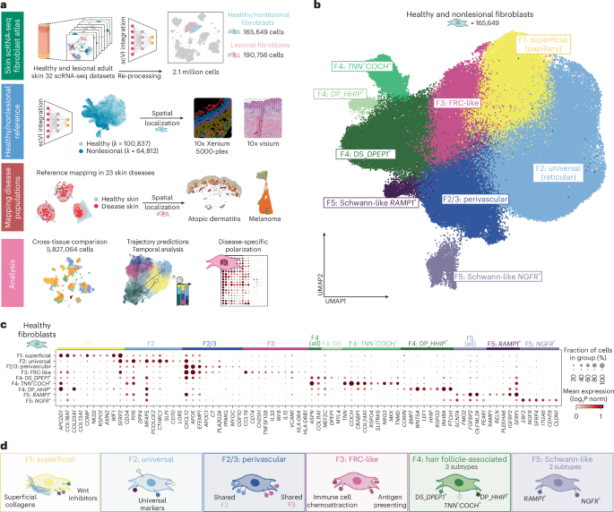 A single-cell and spatial genomics atlas of human skin fibroblasts reveals shared disease ...