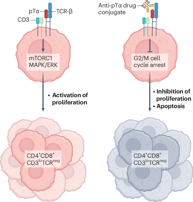 The pre-T cell receptor as a tumor immunotherapy target in T cell ...