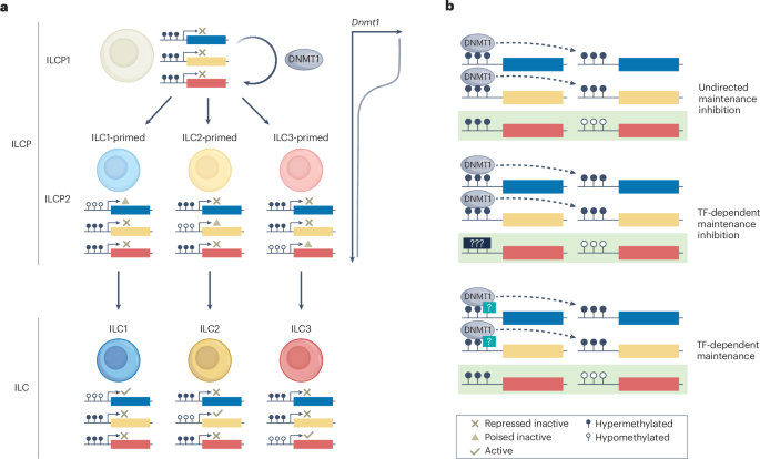 DNA hypomethylation primes ILC lineage choice | Nature Immunology