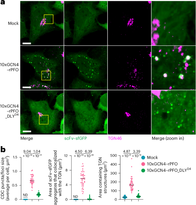 Bacterial toxins rewire the trans-Golgi network to activate the ...