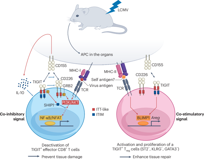 A co-stimulatory signal via the coinhibitory TIGIT | Nature Immunology