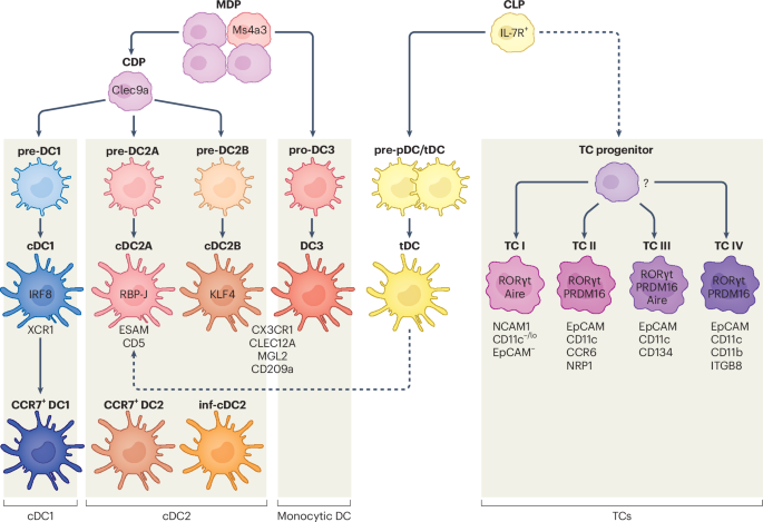 What Antigen Presenting Cells