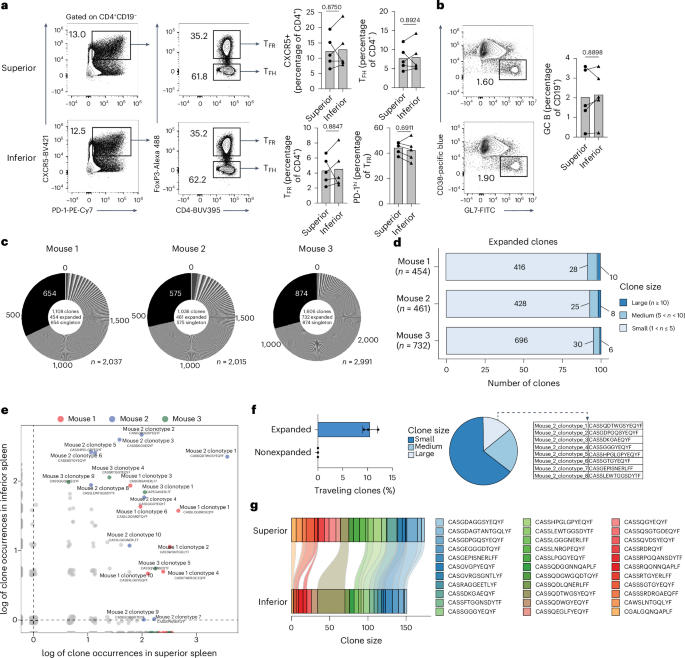 Stability and progressive differentiation of TFR cells are ...
