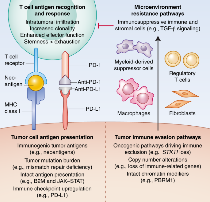 Genomic correlates of response to immune checkpoint blockade | Nature ...