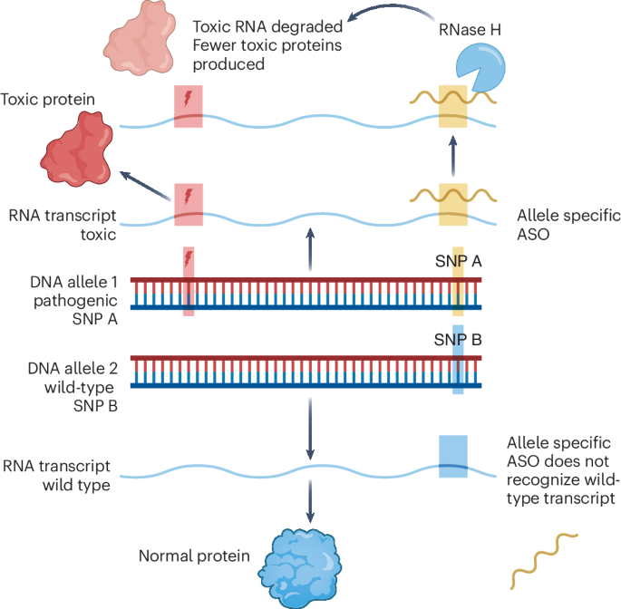 Advancing ASO therapies from development to implementation | Nature ...