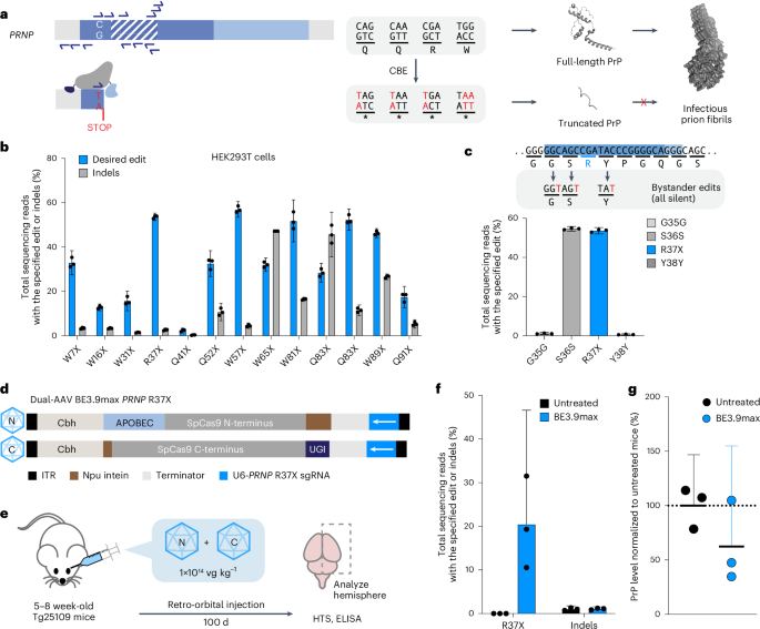 In vivo base editing extends lifespan of a humanized mouse model of ...