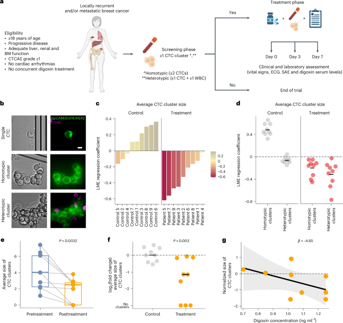 Digoxin for reduction of circulating tumor cell cluster size in ...