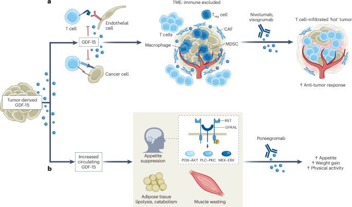 Targeting GDF-15 in cancer cachexia and immunity | Nature Medicine