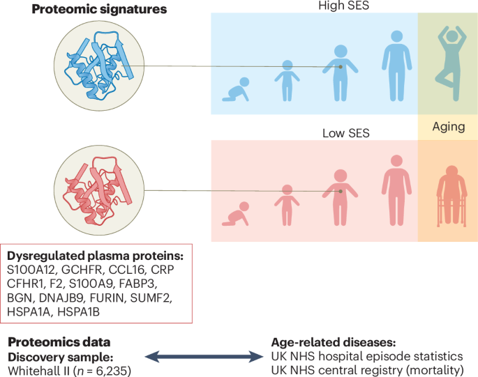 Proteomics sheds light on unequal aging | Nature Medicine