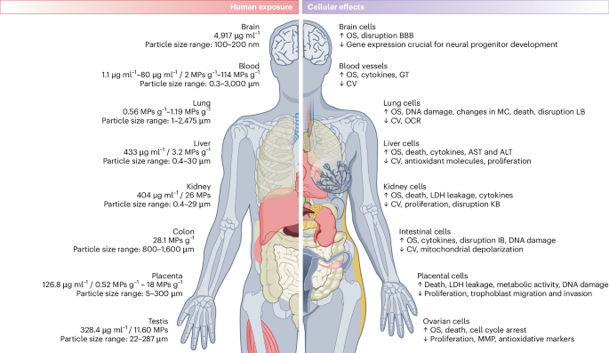 Health impacts of microplastic and nanoplastic exposure | Nature Medicine