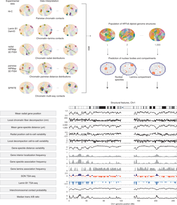 Integrative genome modeling platform reveals essentiality of rare ...
