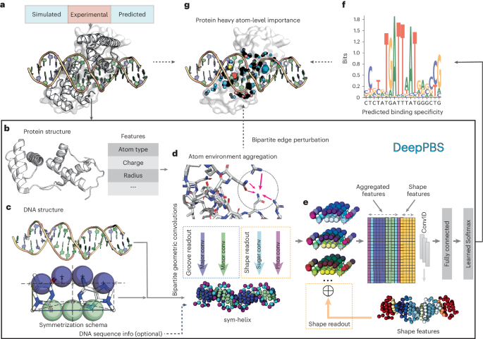 Geometric deep learning of protein–DNA binding specificity | Nature Methods