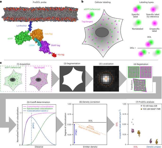 ProDOL: a general method to determine the degree of labeling for ...