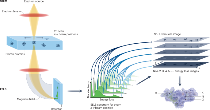 Cryo-electron microscopy in color | Nature Methods