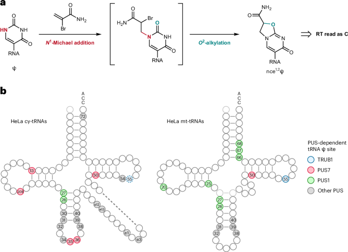 A method for quantitative and base-resolution sequencing of pseudouridine | Nature Methods