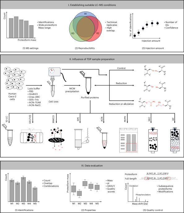 Influence of different sample preparation approaches on proteoform ...