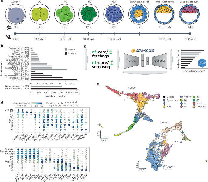 Deep learning-based models for preimplantation mouse and human embryos based on single-cell RNA ...