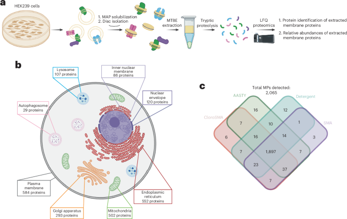Capture of membrane proteins in their native membrane milieu | Nature ...