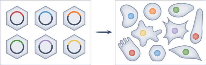 Adaptable CRISPR screening | Nature Methods