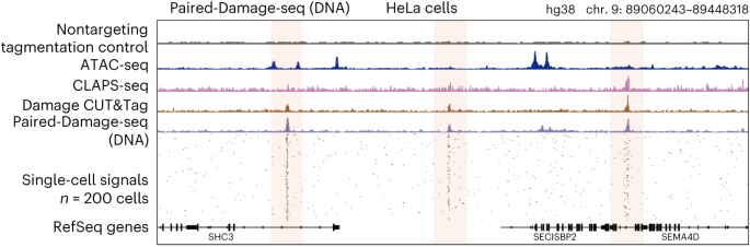 Simultaneous single-cell DNA damage profiling and RNA sequencing by Paired-Damage-seq | Nature ...