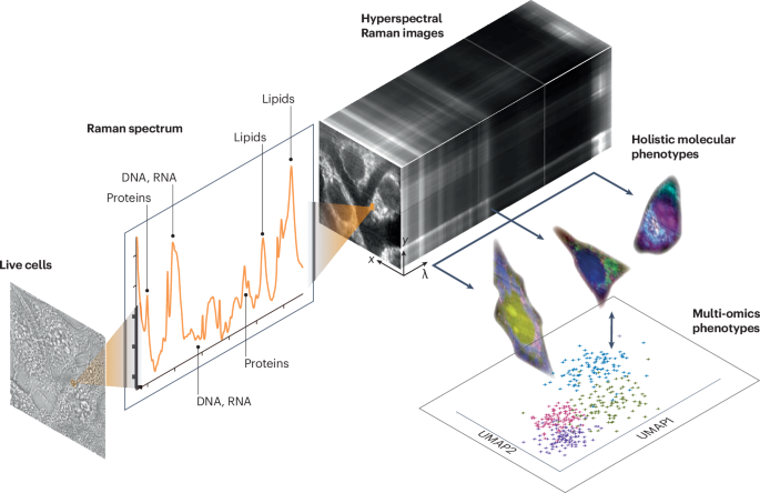 Raman imaging as a window into cellular complexity: a future ...