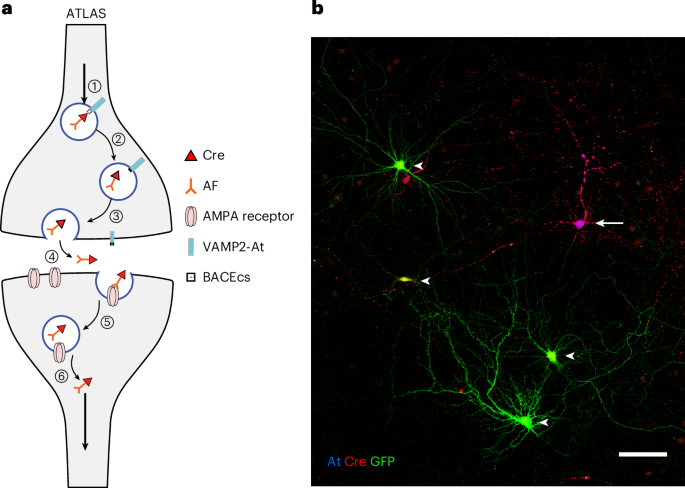 Tracing neural circuits in the anterograde direction | Nature Methods
