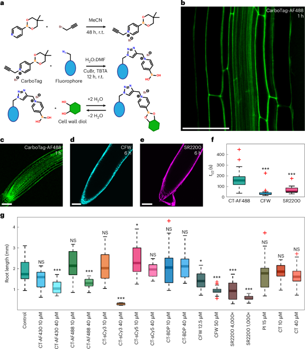 CarboTag: a modular approach for live and functional imaging of plant cell walls | Nature Methods