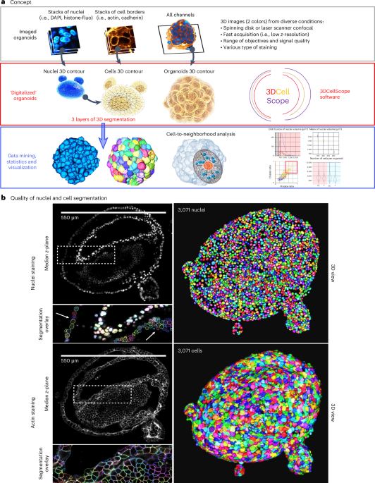 Digitalized organoids: integrated pipeline for high-speed 3D analysis of organoid structures ...