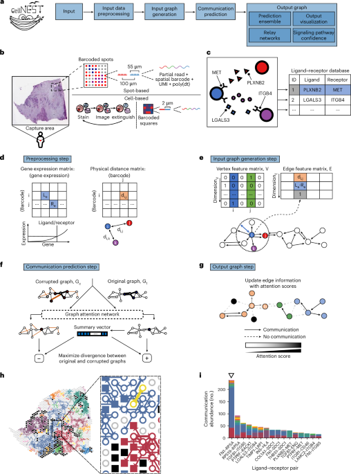 CellNEST reveals cell–cell relay networks using attention mechanisms on spatial transcriptomics ...