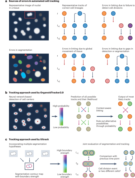 Pushing the limits of automated cell tracking | Nature Methods