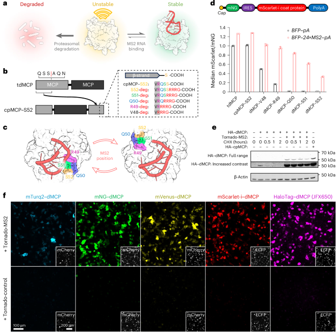 RNA-stabilized coat proteins for sensitive and simultaneous imaging of ...
