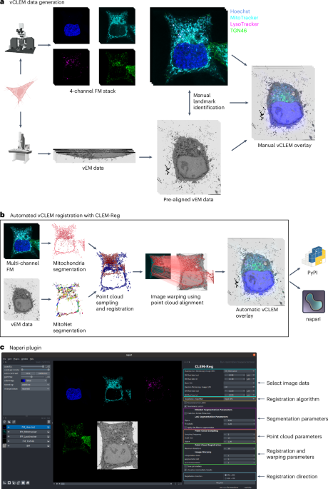 CLEM-Reg: an automated point cloud-based registration algorithm for ...