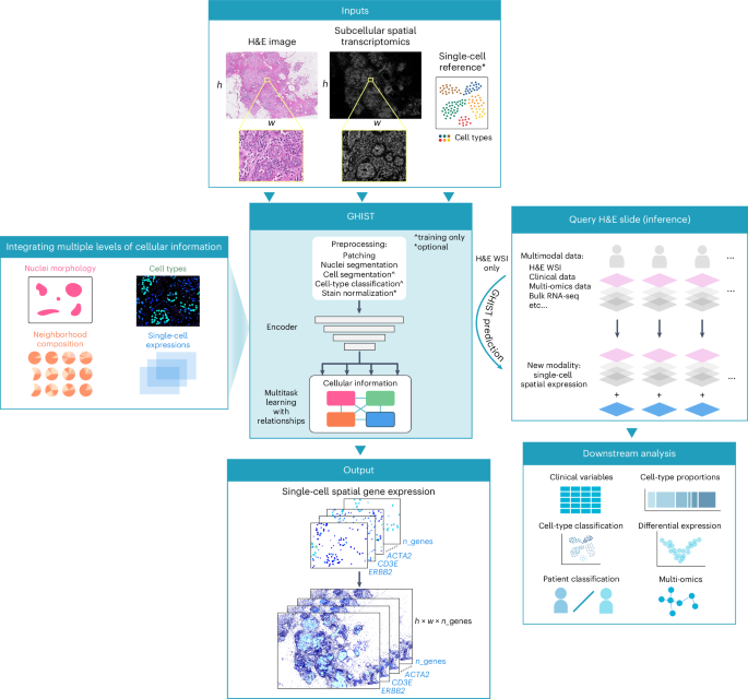 Spatial gene expression at single-cell resolution from histology using deep learning with GHIST ...
