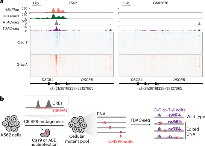 Joint profiling of chromatin accessibility and CRISPR edits via double-stranded DNA deaminases ...