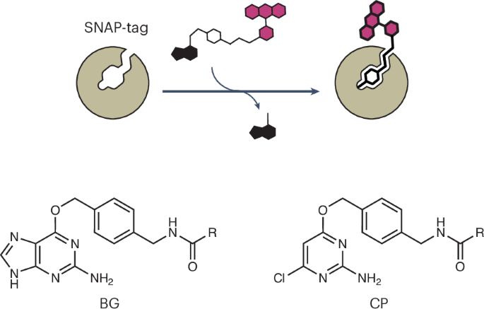 SNAP-tag2 improves live-cell imaging | Nature Methods