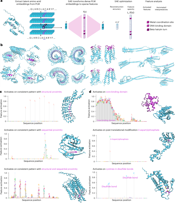 InterPLM: discovering interpretable features in protein language models via sparse autoencoders ...