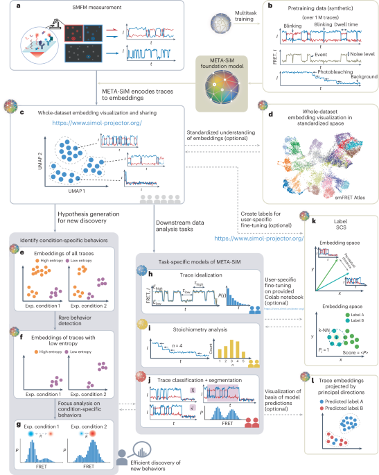 Foundation model for efficient biological discovery in single-molecule ...