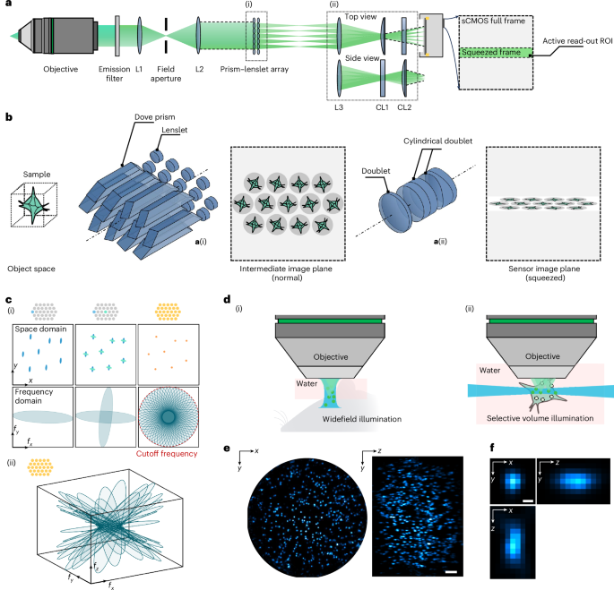Kilohertz volumetric imaging of in vivo dynamics using squeezed light ...