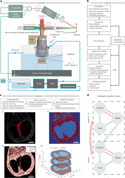 Spatiotemporal focusing enables all-optical in situ histology of ...