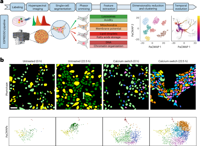 Single-cell high-dimensional phenotyping in space and time based on ...