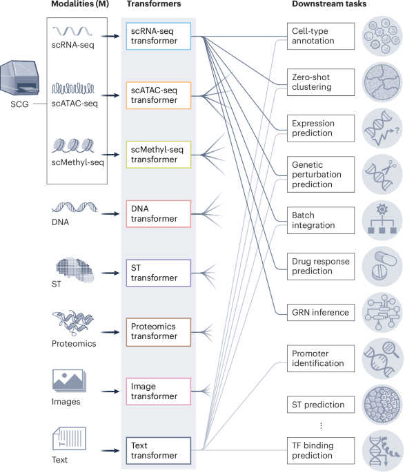 Multimodal foundation transformer models for multiscale genomics ...