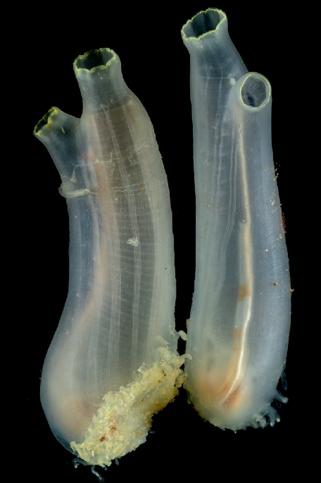 The tunicate Ciona | Nature Methods