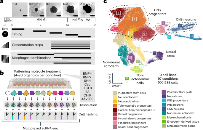 Dissecting how morphogens shape cell fates in human neural organoids ...