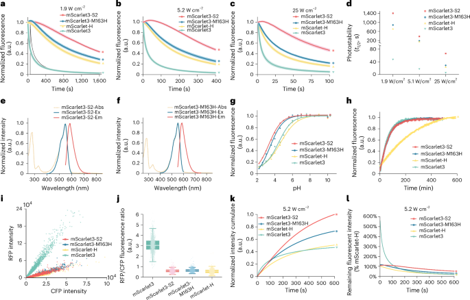 A highly photostable monomeric red fluorescent protein for dual-color ...