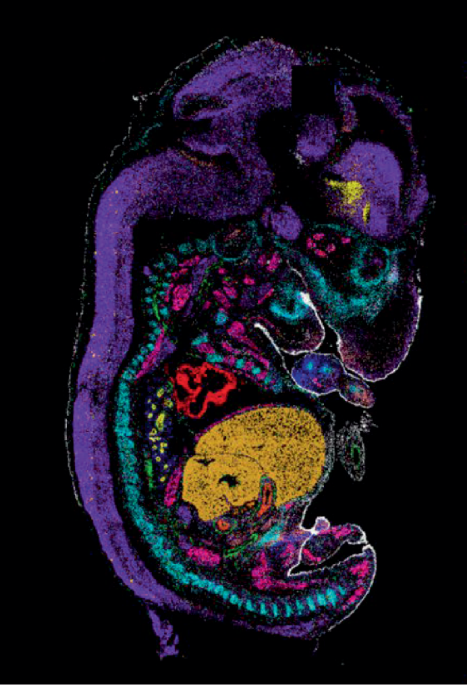 A PRISM for spatial RNA imaging | Nature Methods