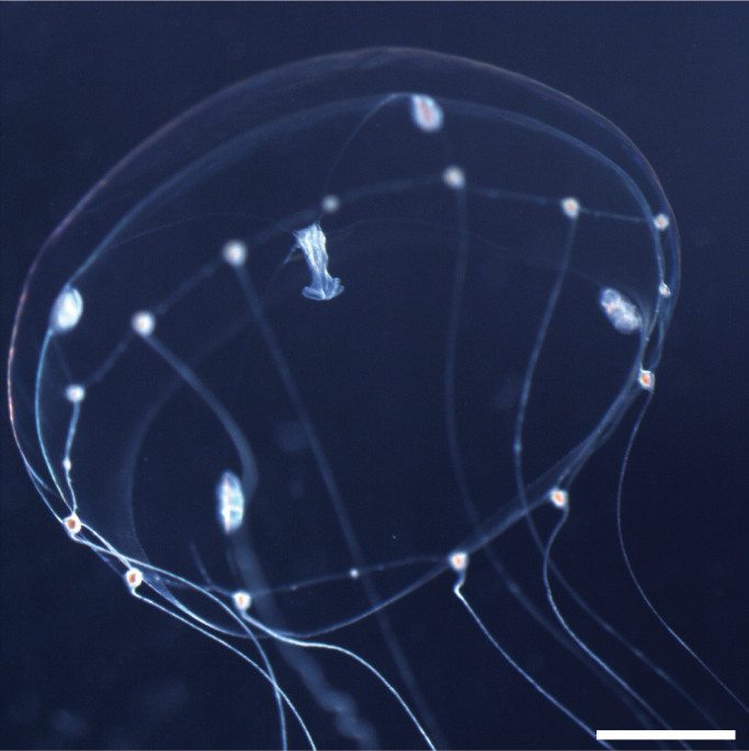 The jellyfish Clytia hemisphaerica | Nature Methods
