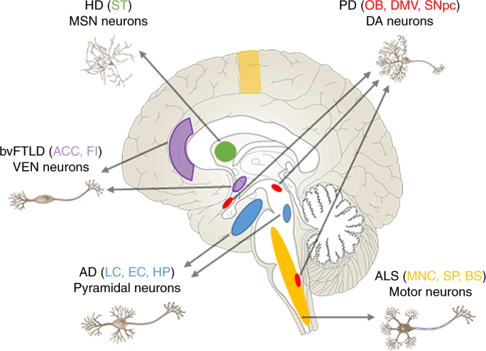 Selective vulnerability in neurodegenerative diseases | Nature Neuroscience