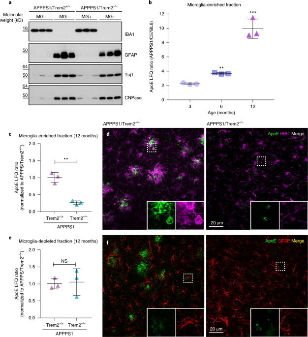 Loss of TREM2 function increases amyloid seeding but reduces plaque ...
