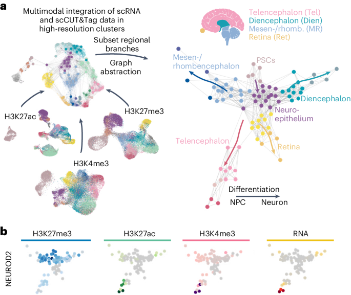 Organoid Technology For Brain And Therapeutics Research